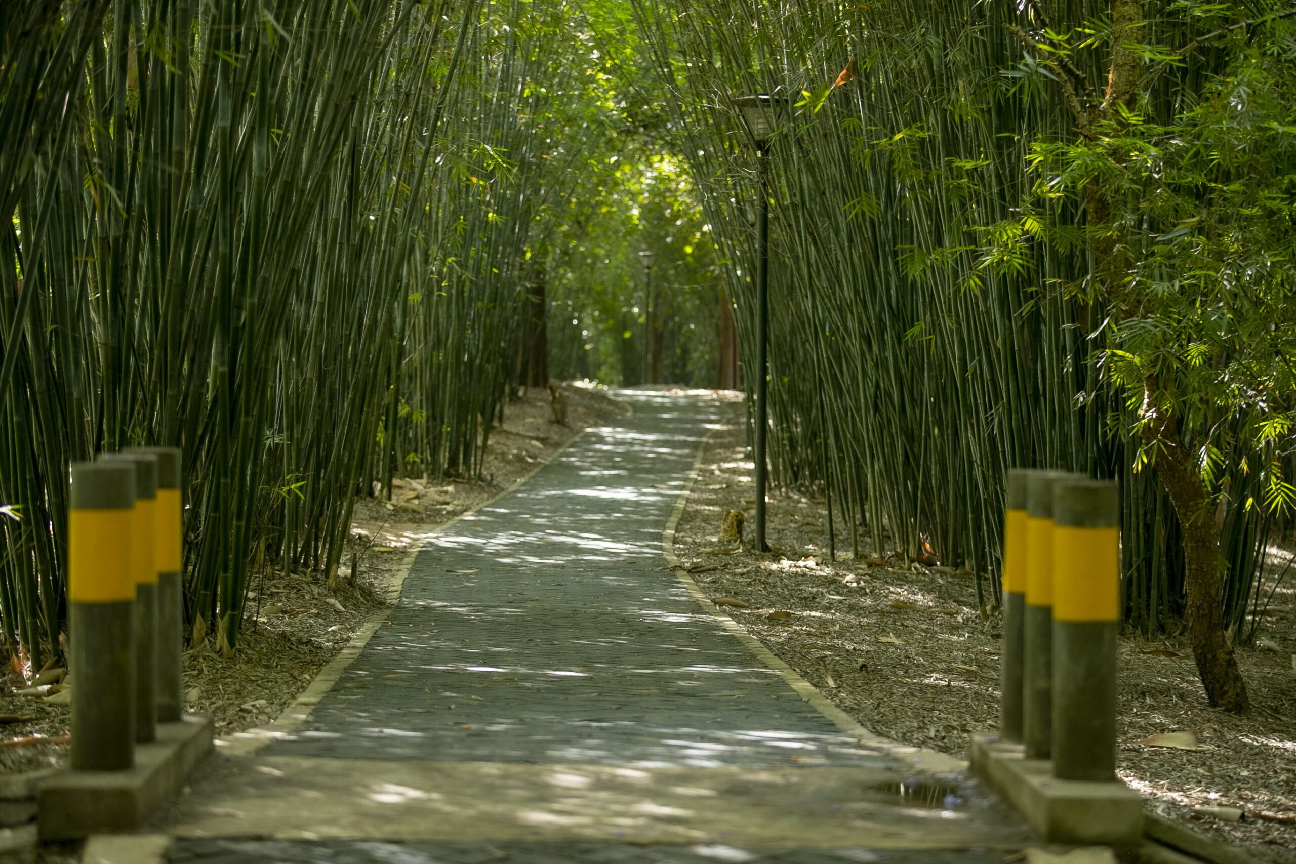 Rwanda Safari Tours | Gorilla Trekking & Wildlife Adventures