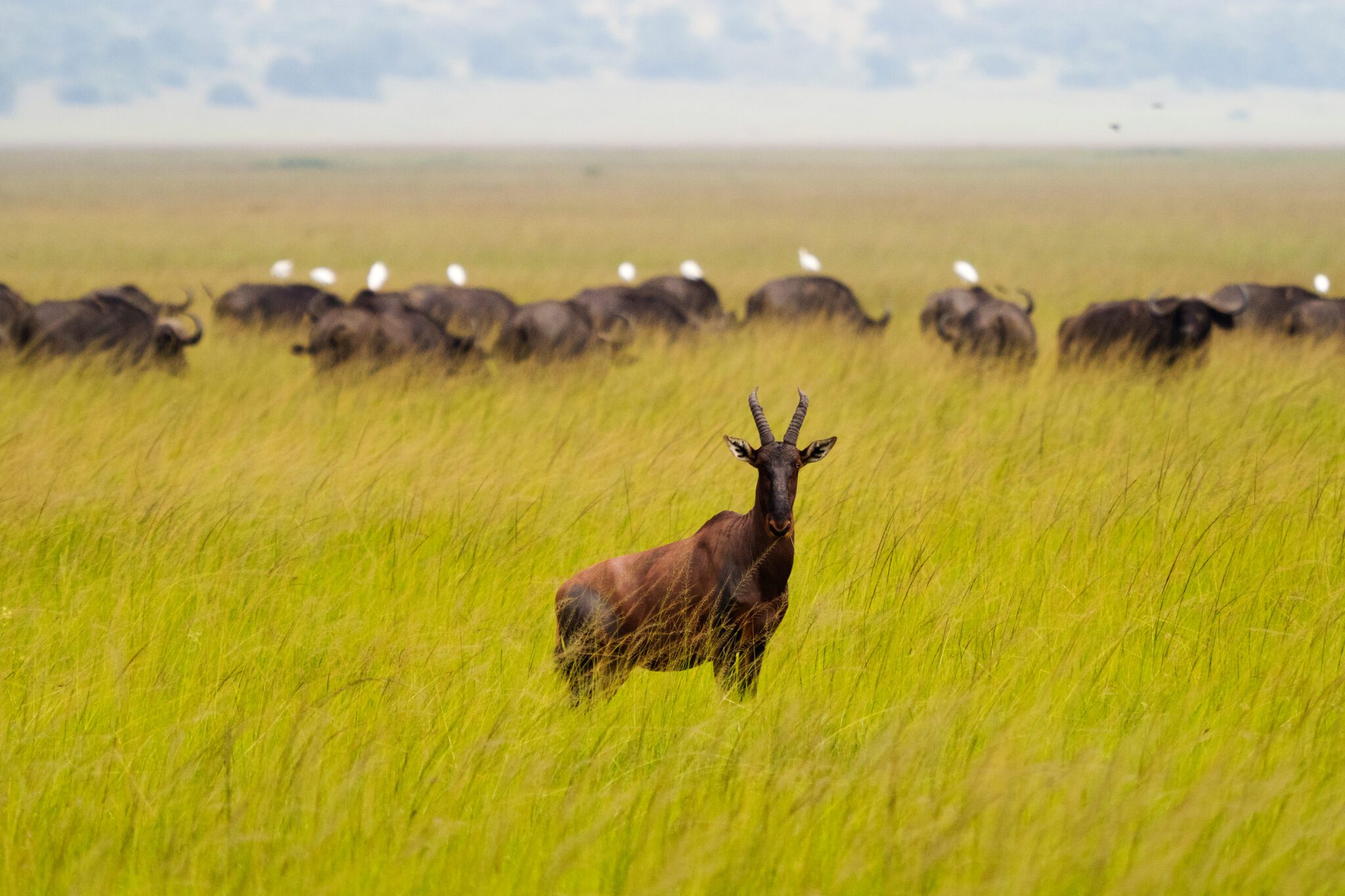 Akagera Safari Adventure | Inland Africa Safaris Rwanda